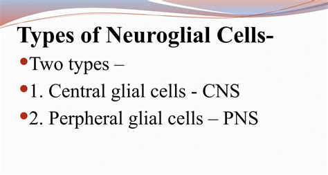 Nervous System Neuron And Neuroglial Cells Structure Of Neuron And