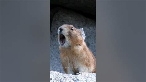 Hear The American Pika Sound Youtube