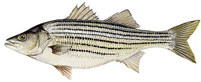 Filestriped Bass 2 Wikipedia