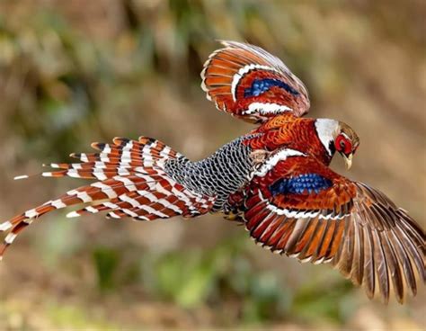 Elliots Pheasant Also Known As The Bar Tailed Pheasant Syrmaticus