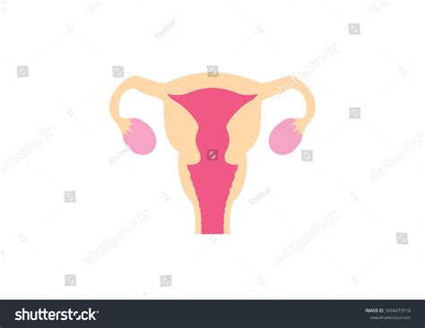 Human Body Internal Organs On White Stock Vector Royalty Free