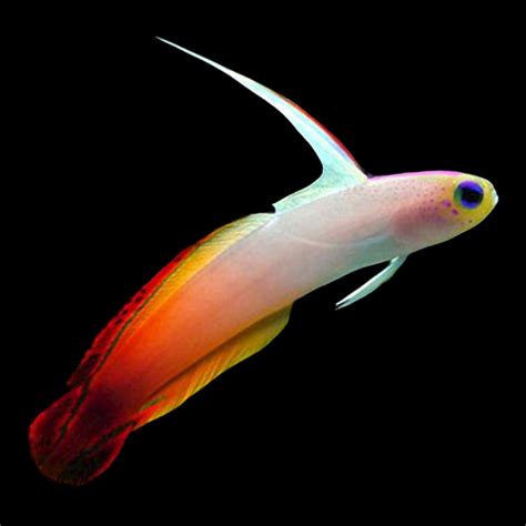 Dartfish And Dottybacks