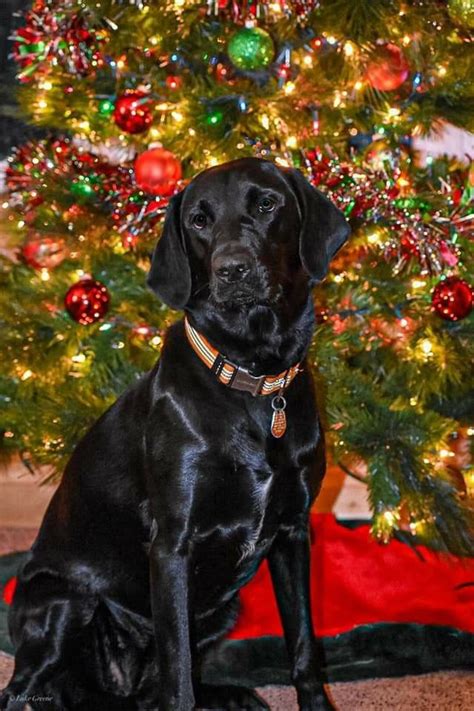 Pin on Puppies and Dogs | Dog pictures, Pet holiday, Dog portraits