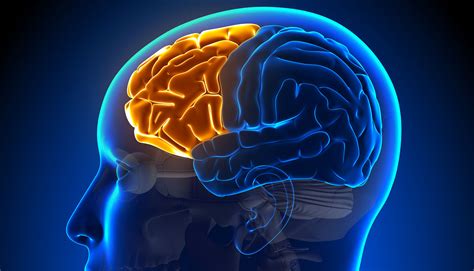 Workings Of Working Memory Revealed University Of Oxford