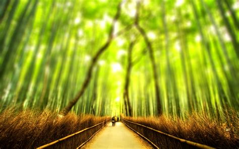 Hd Bamboo Wallpapers Pixelstalk