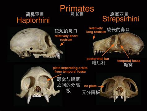 神话里的孙悟空，究竟是哪种猴？