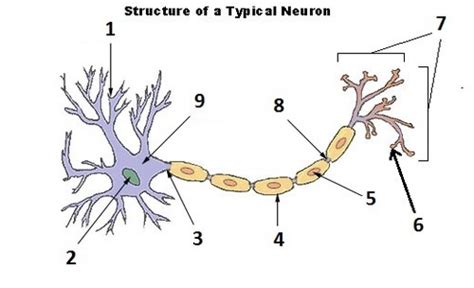 Psyc 2301 Ch 2 Flashcards Quizlet