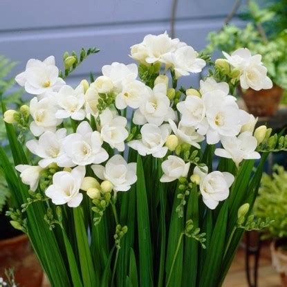 Фрезия махровая, смесь (Freesia Double Flowering Mixed) - купить в ...