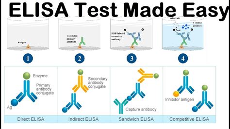 Elisa Test Hiv
