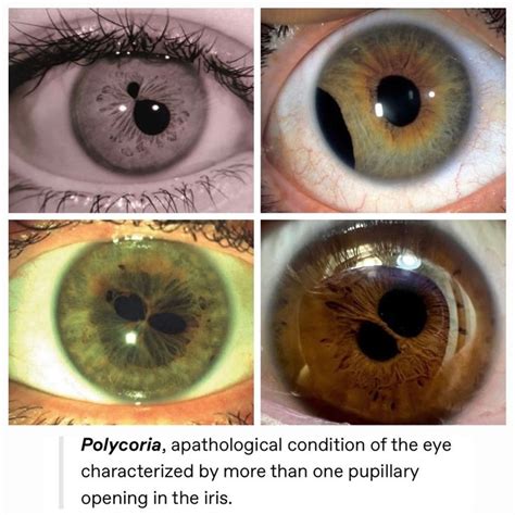 Polycoria In 2025 Character Design Inspiration Concept Art