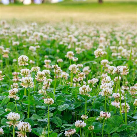 Graines Trèfle Blanc Nain Trifolium Repens