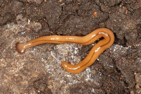 How To Get Rid Of Hammerhead Worms In Your Garden