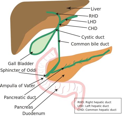 [figure A Diagram Of The Biliary ] Statpearls Ncbi Bookshelf