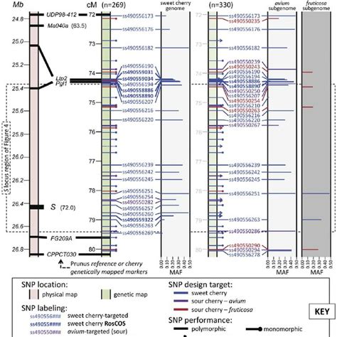 Workflow For Snp Detection Validation And Final Choice In Development