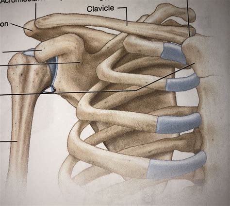 Pectoral Girdle Diagram Quizlet