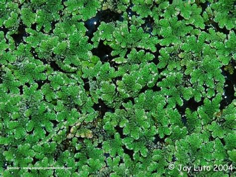 Mengenal Azolla Pakan Alami Mudah Dan Murah Lalaukan