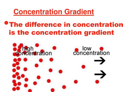 2 Facilitated Diffusion Ppt Download