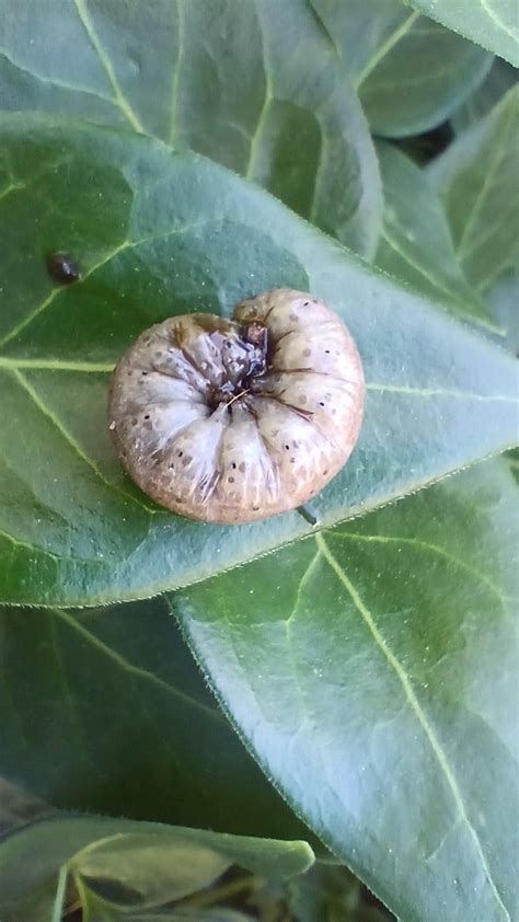 Found In Northern Az Rwhatisthisbug