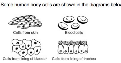 EC Honors Biology Cell Structure And Function