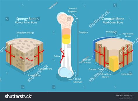 Compact And Spongy Bone Diagram
