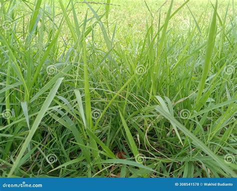 Thick And Green Grass Grows Abundantly On The Land During The Rainy