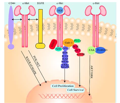 Figure 2 From The Function Of The Hgf C Met Axis In Hepatocellular