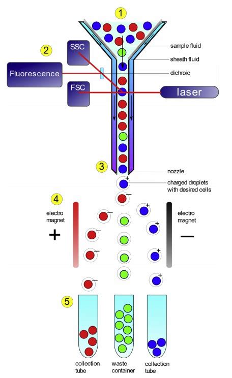 Flow Cytometry Protocol For Tracking Immune Cell Creative Diagnostics