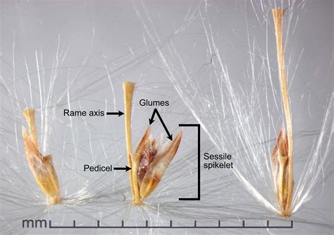 Sugarcane Morphology And Anatomy Earthhome Evolution