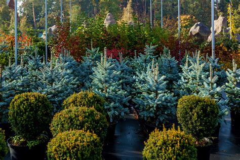 What Plants Go With Evergreen Trees