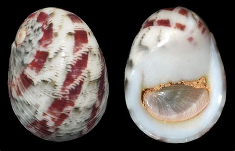 Nerita Polita Marshall Islands