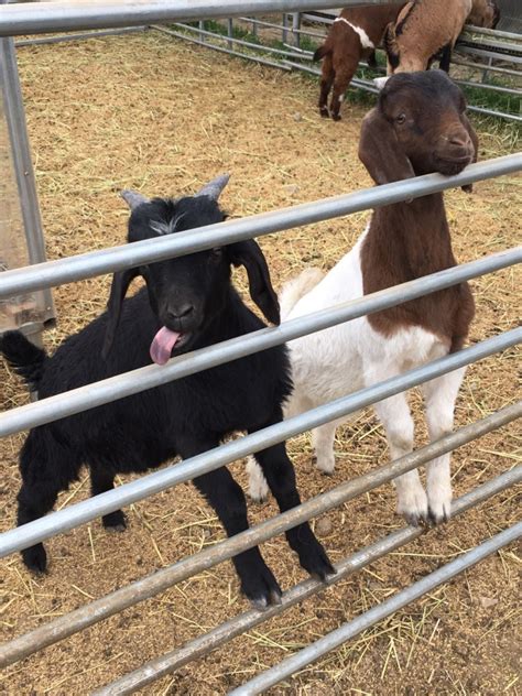 흑염소 농장일지 2번째 네이버 블로그