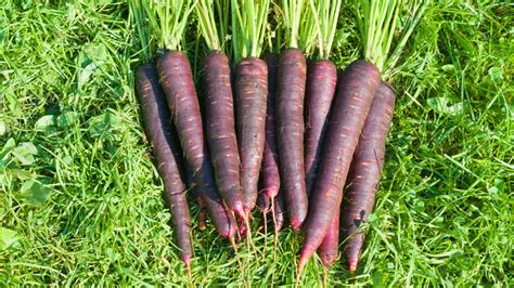 How To Grow Purple Carrots The Unique Addition Thatll Add Appeal To