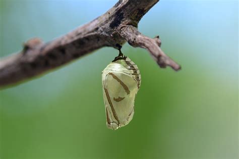 Pupa Insect Cocoon 3d Model Turbosquid 1625565