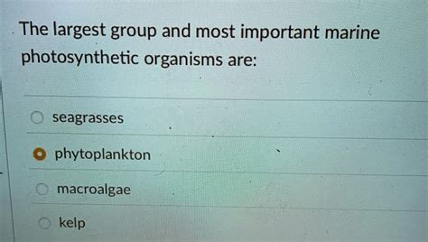 The Largest Group And Most Important Marine Photosynthetic Organisms