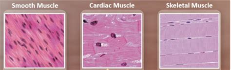 Structure Of Skeletal Cardiac And Smooth Muscle M Flashcards Quizlet