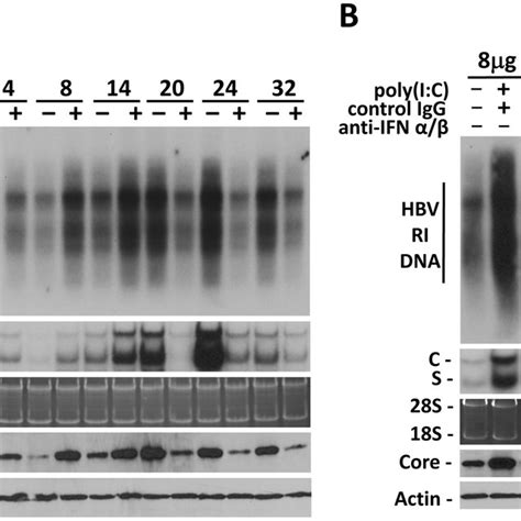 Analysis Of Stat3 In Hbv Mice A Western Blot Analysis Of Stat3 In