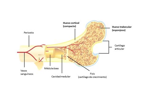 Celula De Osteocitos Microscopica