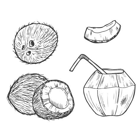 Images De Noix Coco Dessin Téléchargement Gratuit Sur Freepik