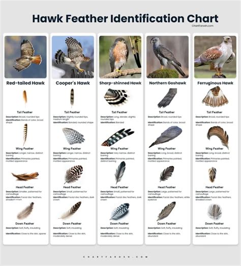Hornet Identification Chart Types Colors And Wasp Comparison
