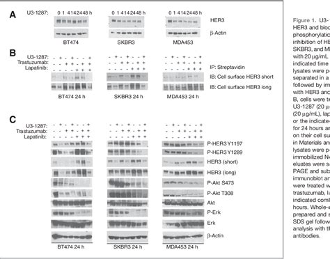 Figure 1 From Dual Blockade Of Her2 In Her2 Overexpressing Tumor Cells
