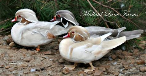 Wood Ducks For Sale From Mallard Lane Farms