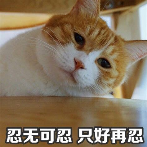 橘猫表情包 高清图片，堆糖，美图壁纸兴趣社区
