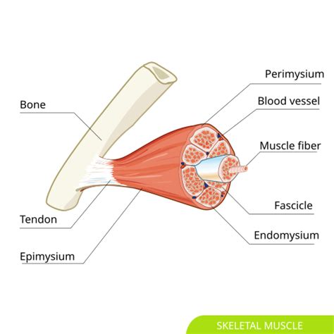 Endomysium Wikipedia