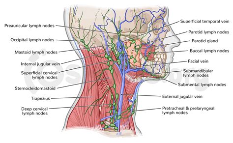Lymph Nodes