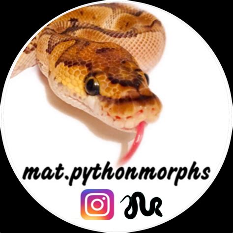 Ball Python Clutch 2 By Matpythonmorphs Morphmarket