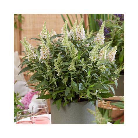 Buddleja Butterfly Candy Little White Uk