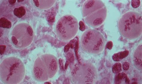 流式细胞术—faq（二） 联科生物