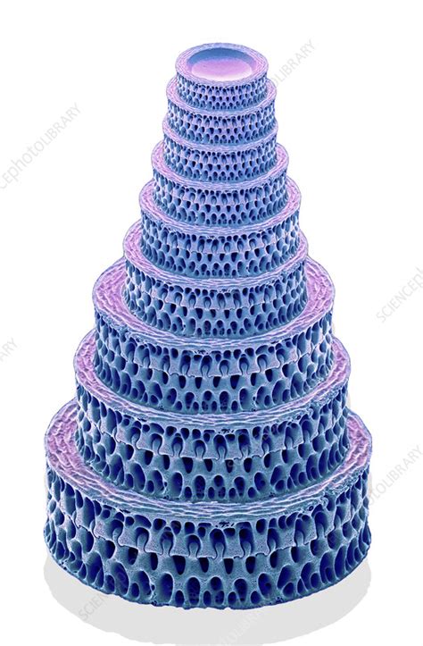 Diatoms Sem Stock Image C0577378 Science Photo Library