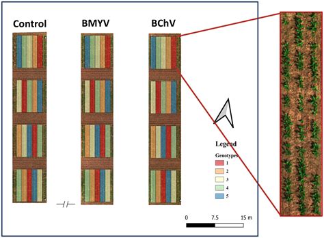 Aerial Low‐altitude Remote Sensing And Deep Learning For In‐field Disease Incidence Scoring Of