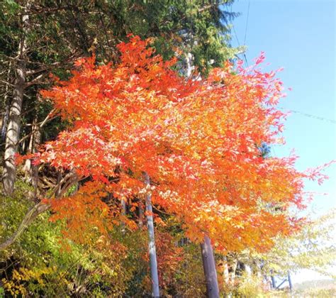 紅葉狩り｜岐阜県羽島市のピアノ教室、リトミックは「どれみ音楽教室」